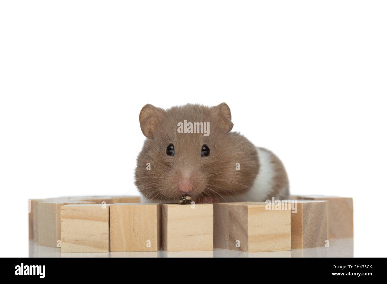 sweet syrian hamster standing around wooden cubes and eating his seed ...
