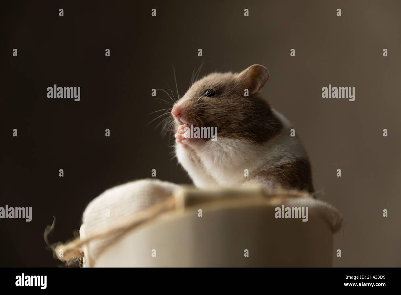 little syrian hamster praying for better days in his bed against gray ...