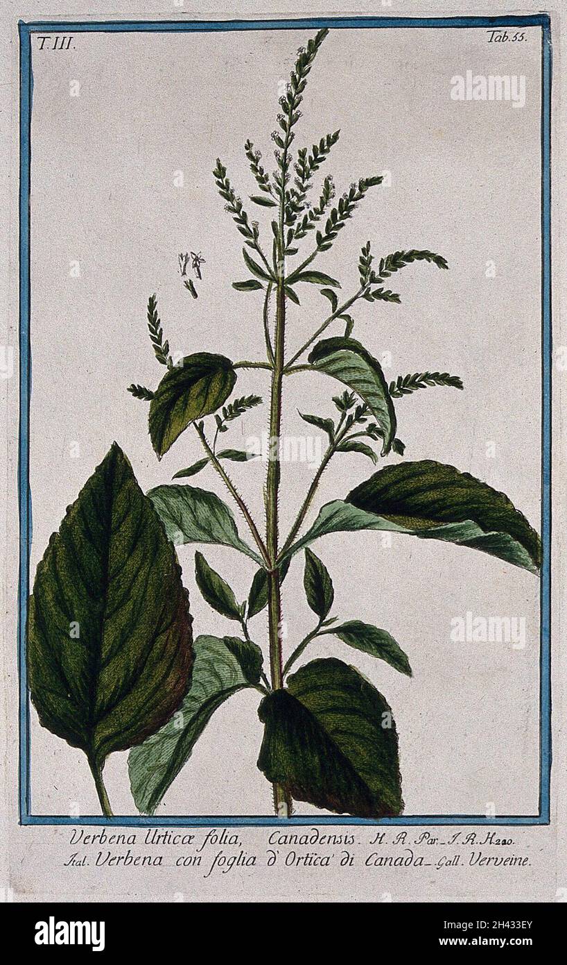 A plant (Verbena urtica folia): flowering stem with separate leaf and ...