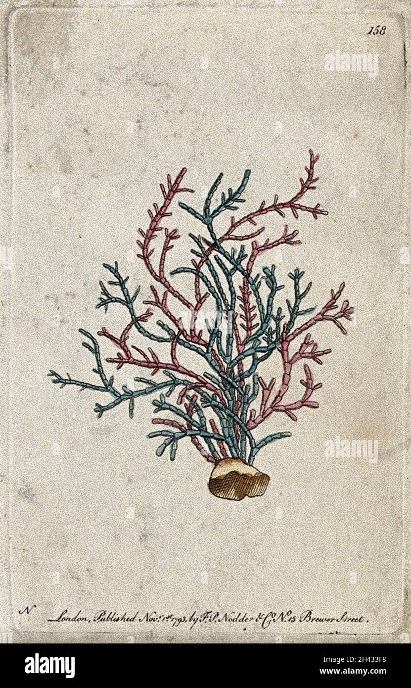 Detailed illustration of coral hi-res stock photography and images - Alamy