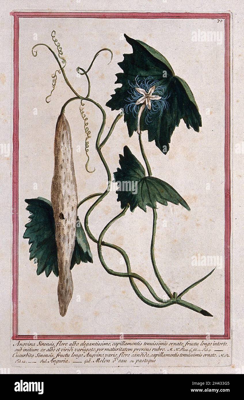 Gherkin (Cucumis anguria L.): flowering and fruiting stem. Coloured ...