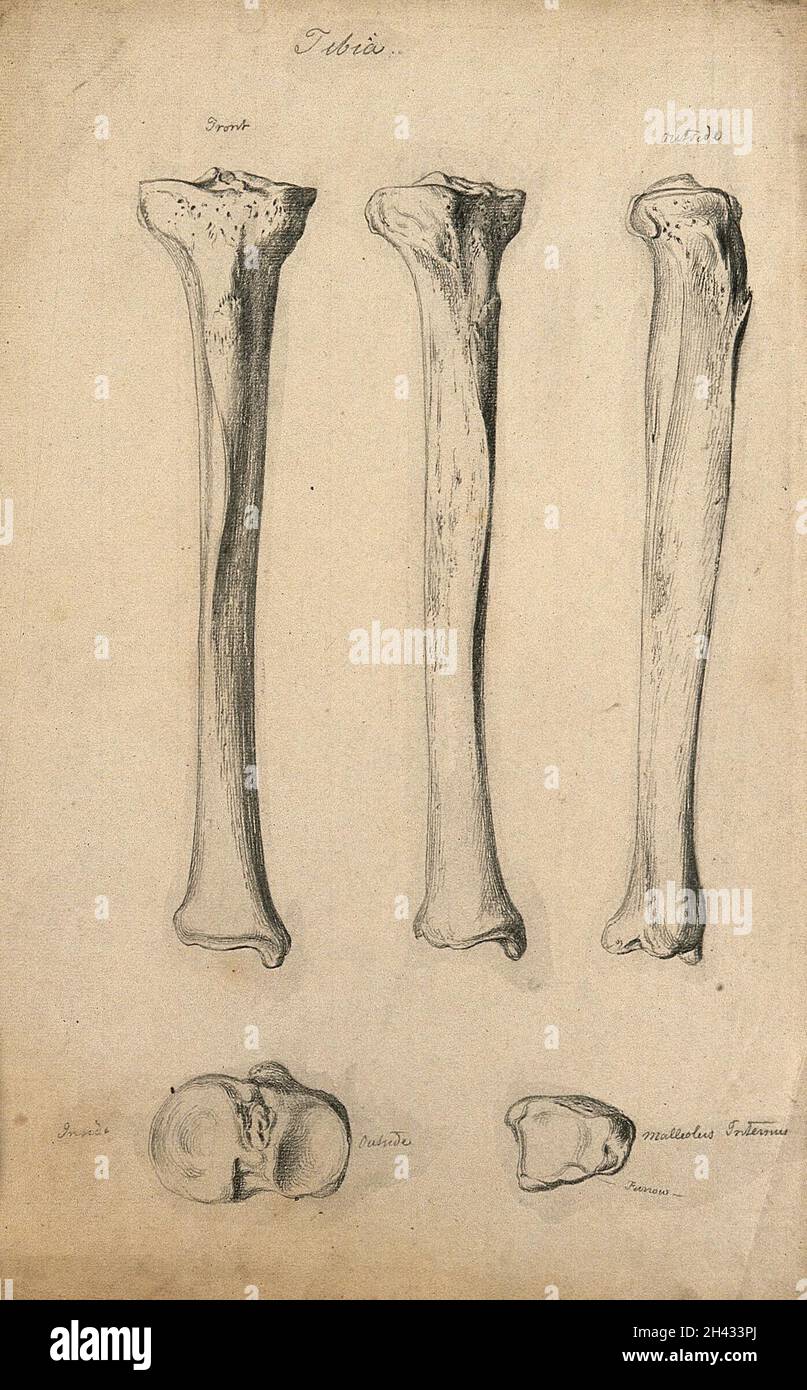 Tibia bones: five figures. Pencil drawing, ca. 1809 Stock Photo - Alamy
