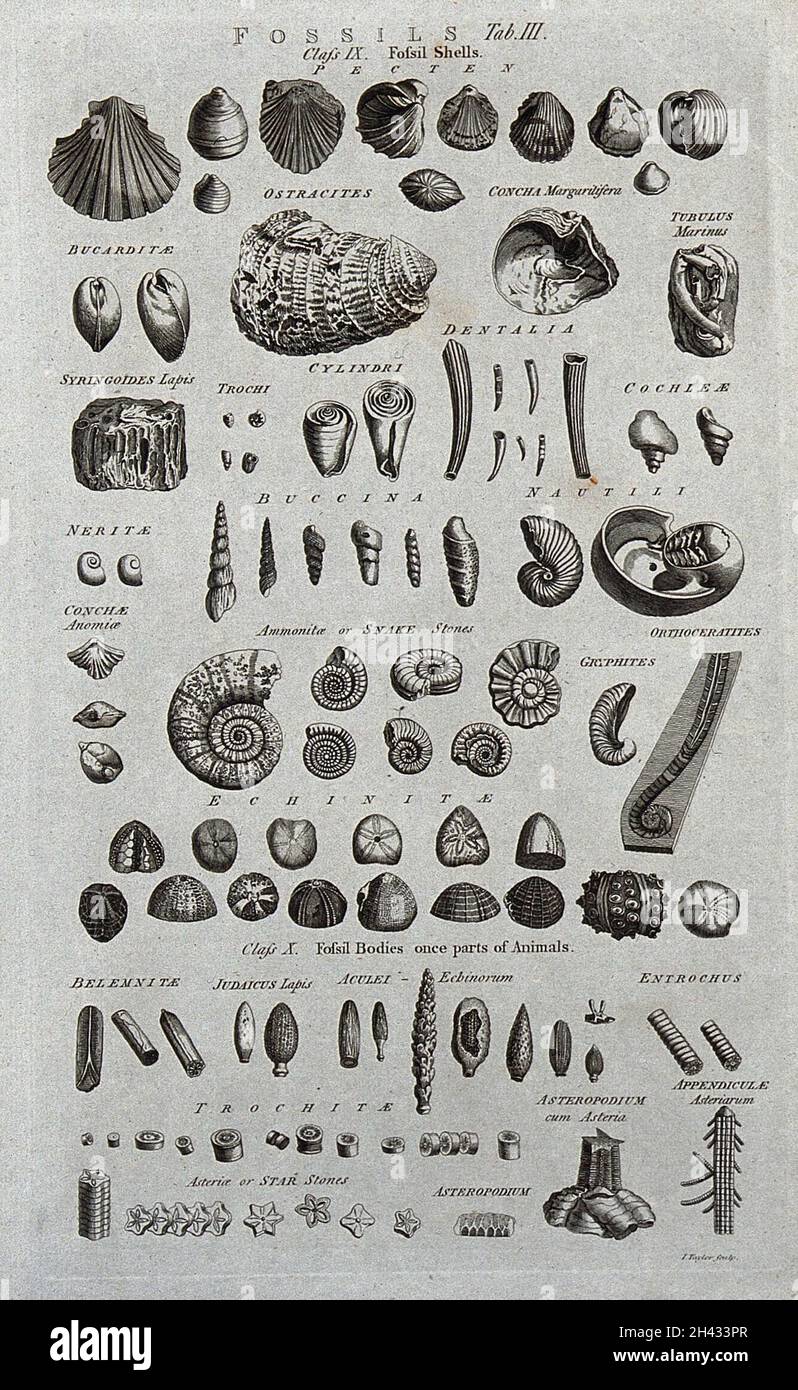 A variety of fossils, including shells, ammonites and fossil bodies ...