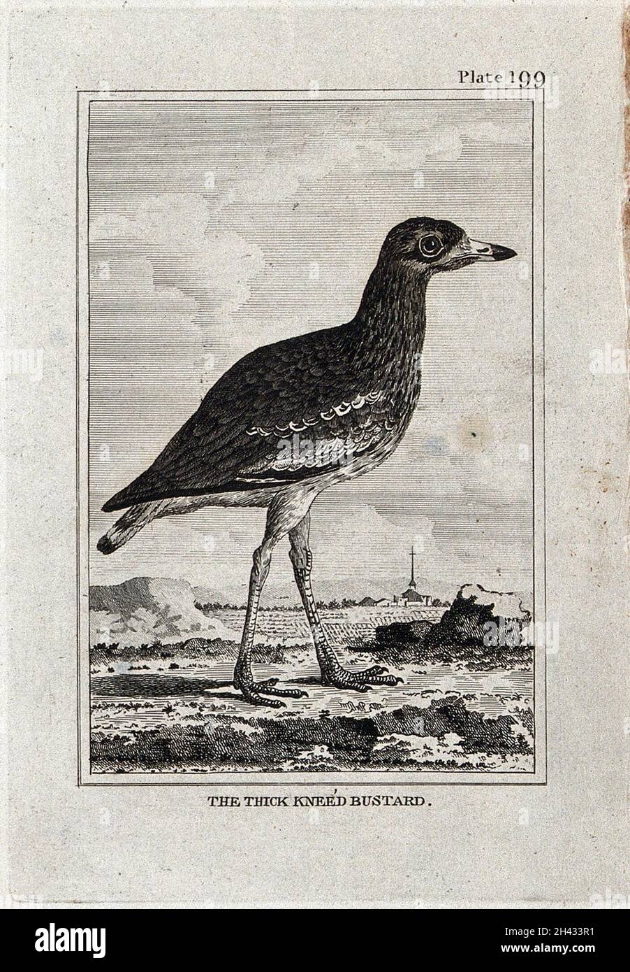 Engraving of a bustard hi-res stock photography and images - Alamy