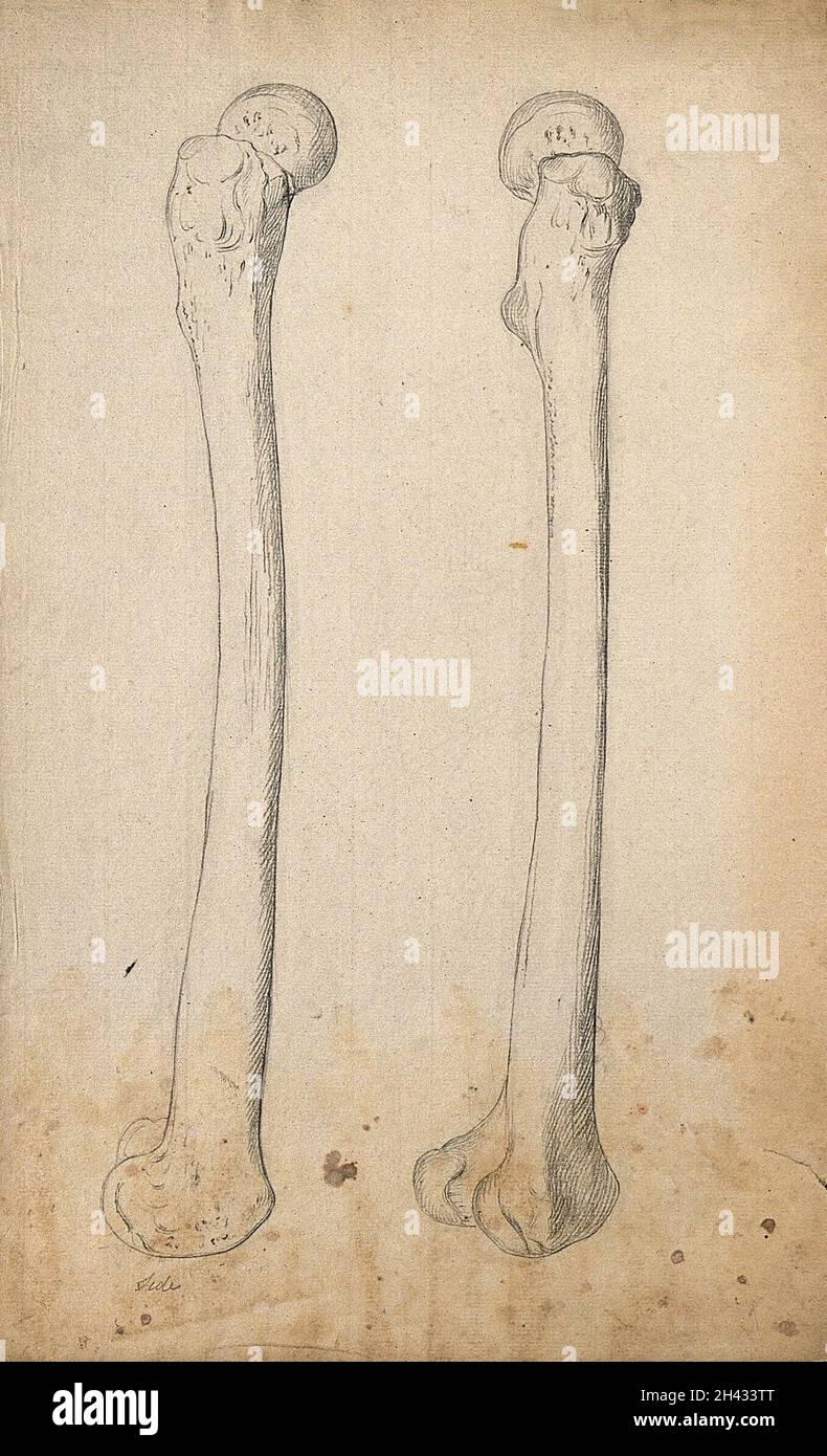 Right femur (thigh-bone), right side view: two figures. Pencil drawing ...