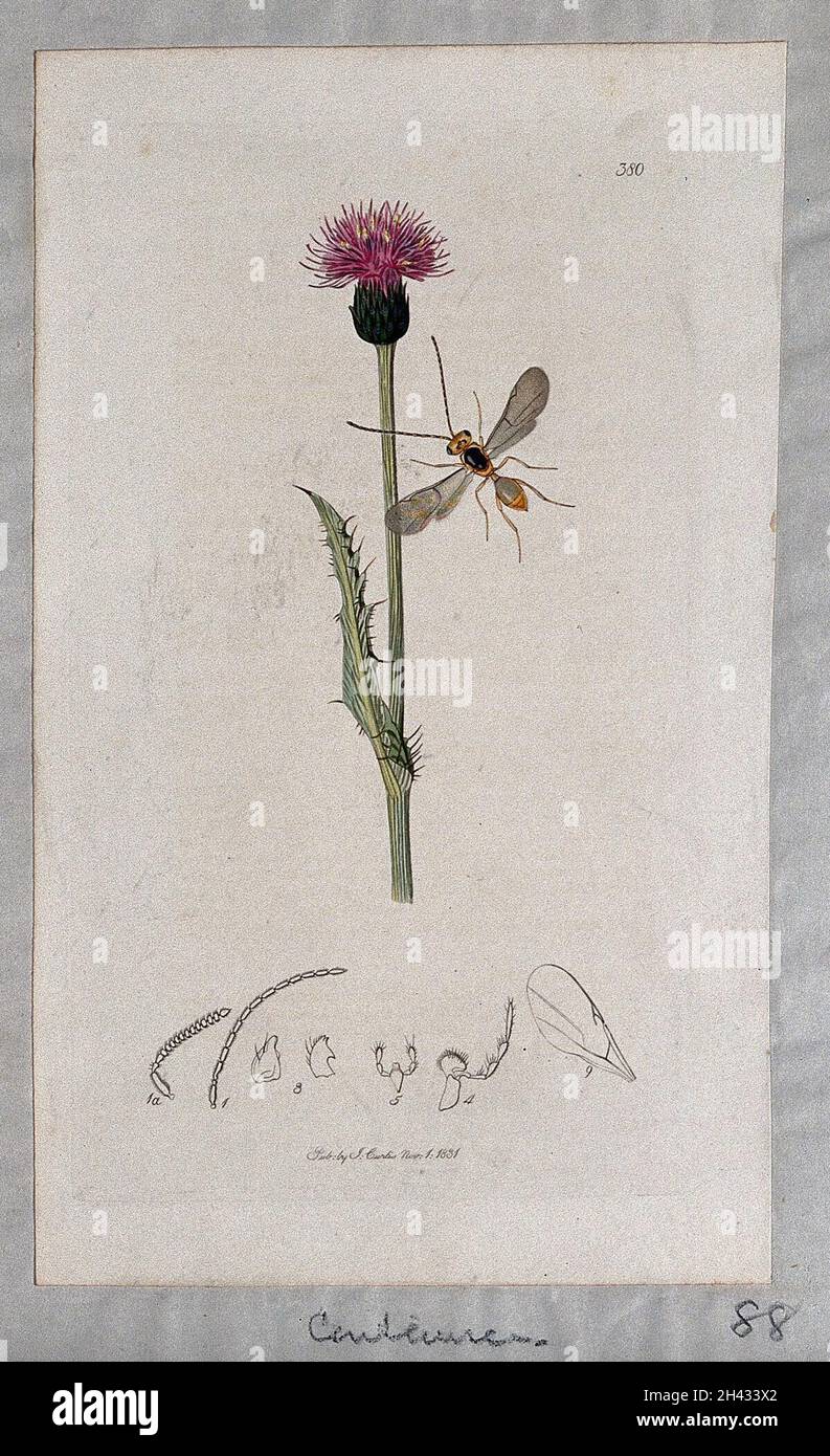 A knapweed (Centaurea species) with an associated insect and anatomical ...