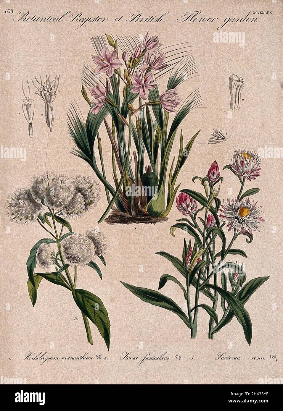 Three British garden plants, including an orchid: flowering stems and ...