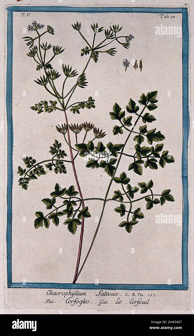 Chaerophyllum sativum: flowering and fruiting stem with separate flower ...