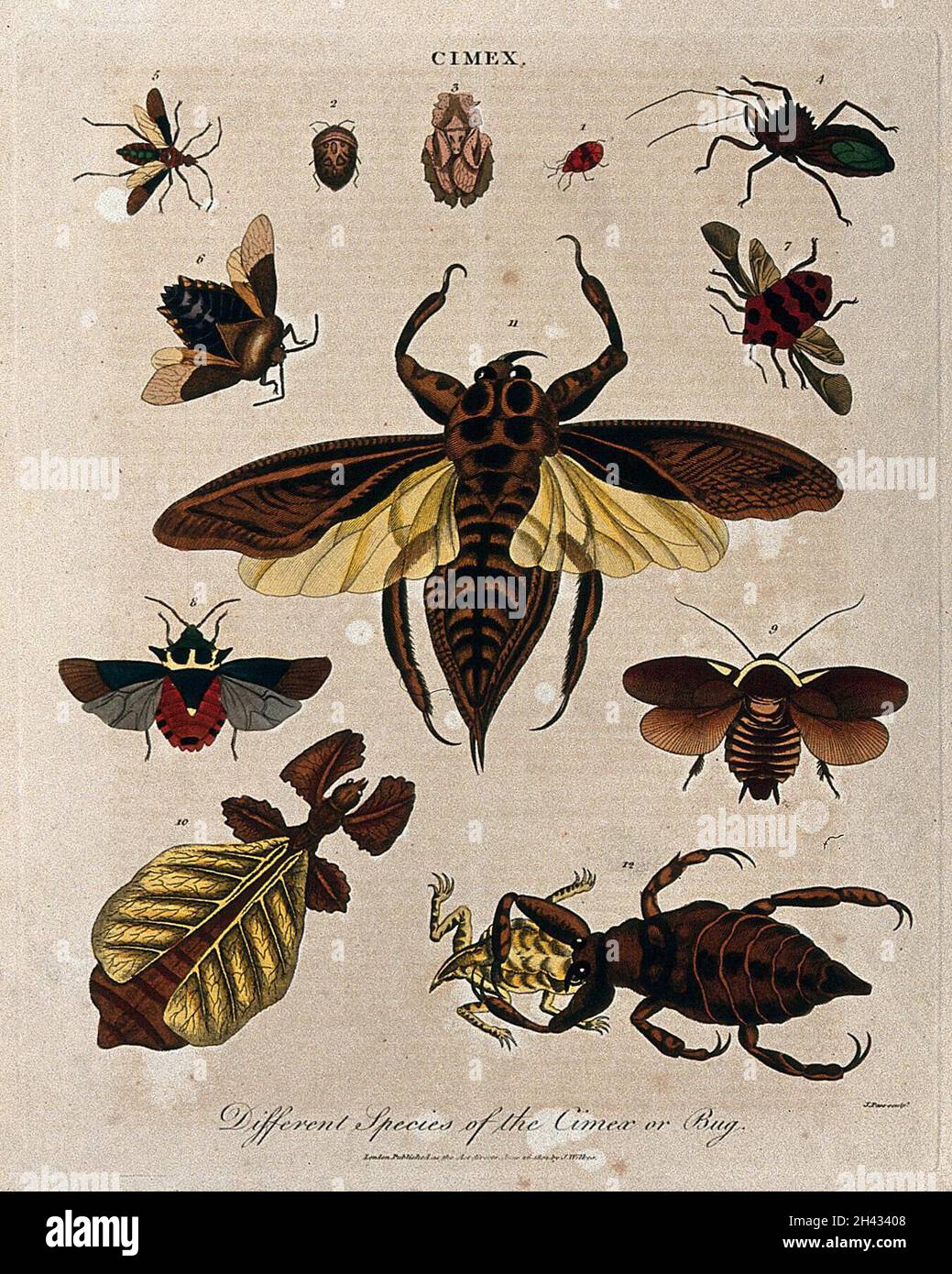 The different species of the cimex. Coloured etching by J. Pass, 20 ...