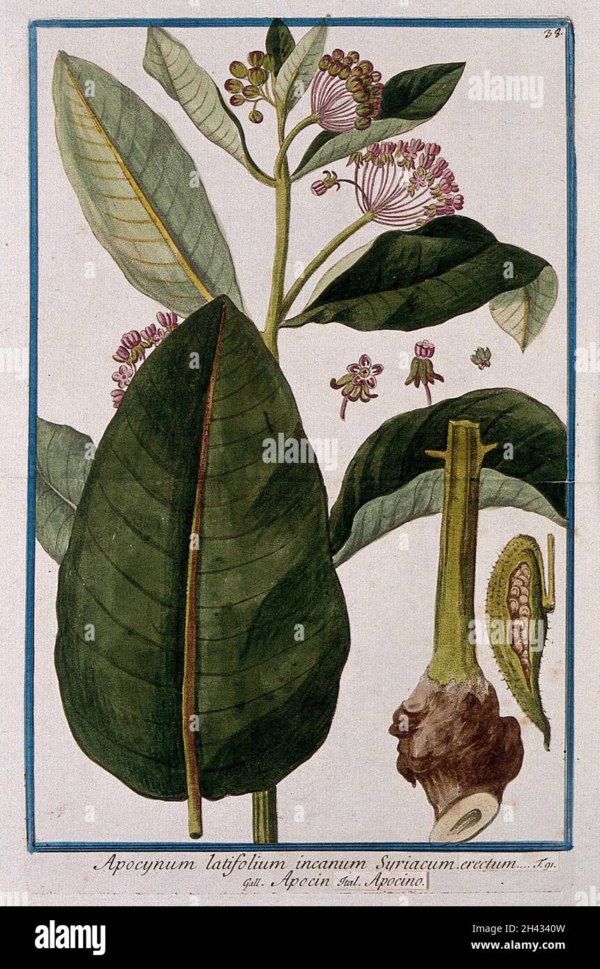 Dogbane (Apocynum erectum Vell.): flowering stem with separate leaf ...