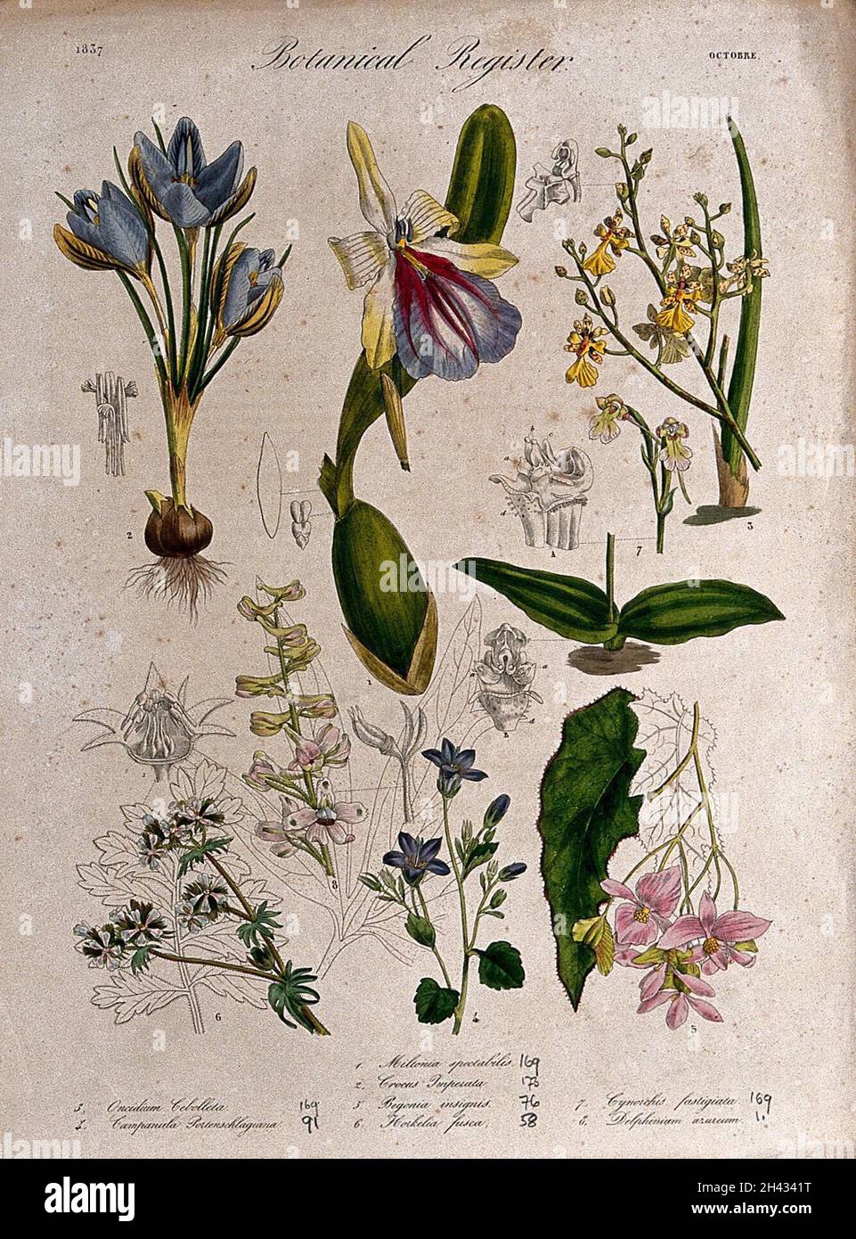 Eight plants, including three orchids, a crocus and a begonia ...