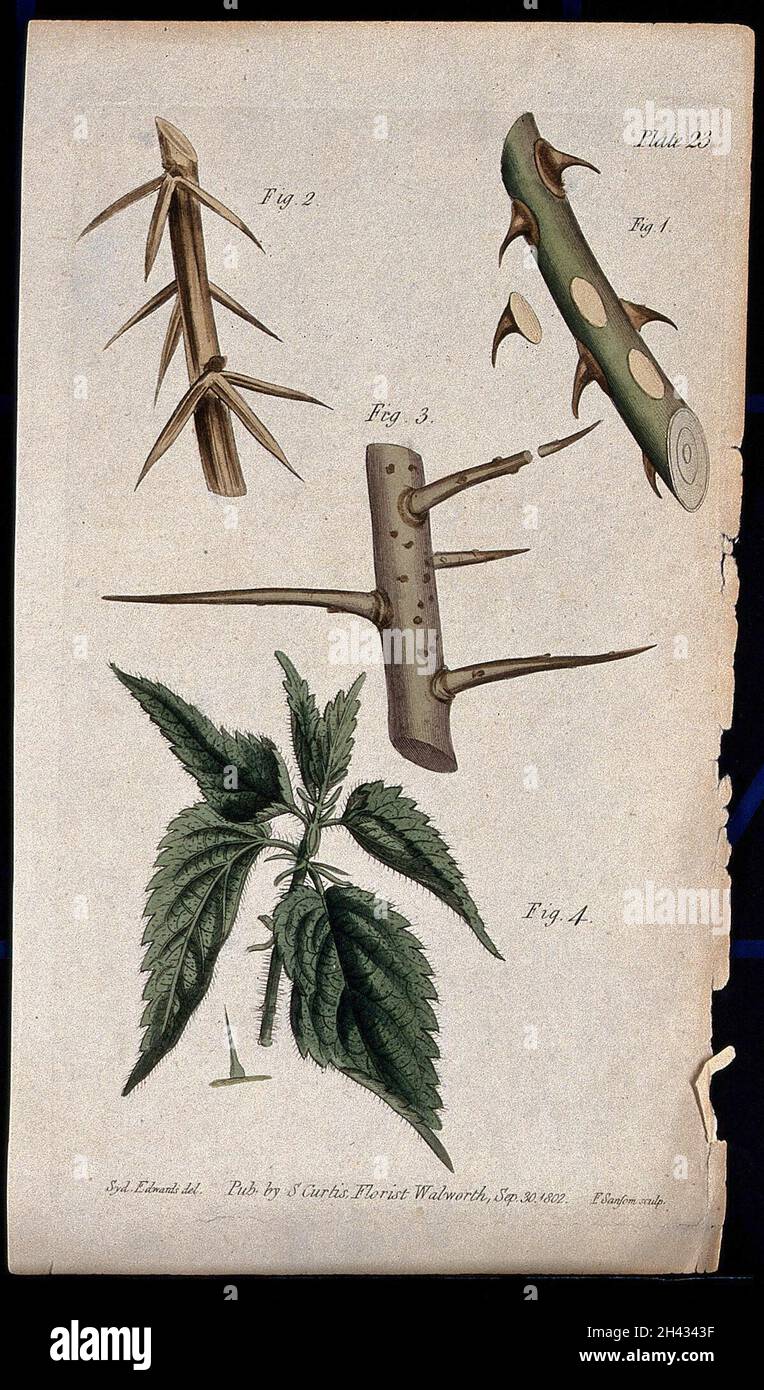 Four examples of thorny or hairy plant stems: a rose, barberry, plum ...