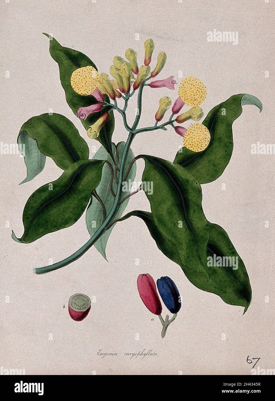 Clove depiction hi-res stock photography and images - Alamy