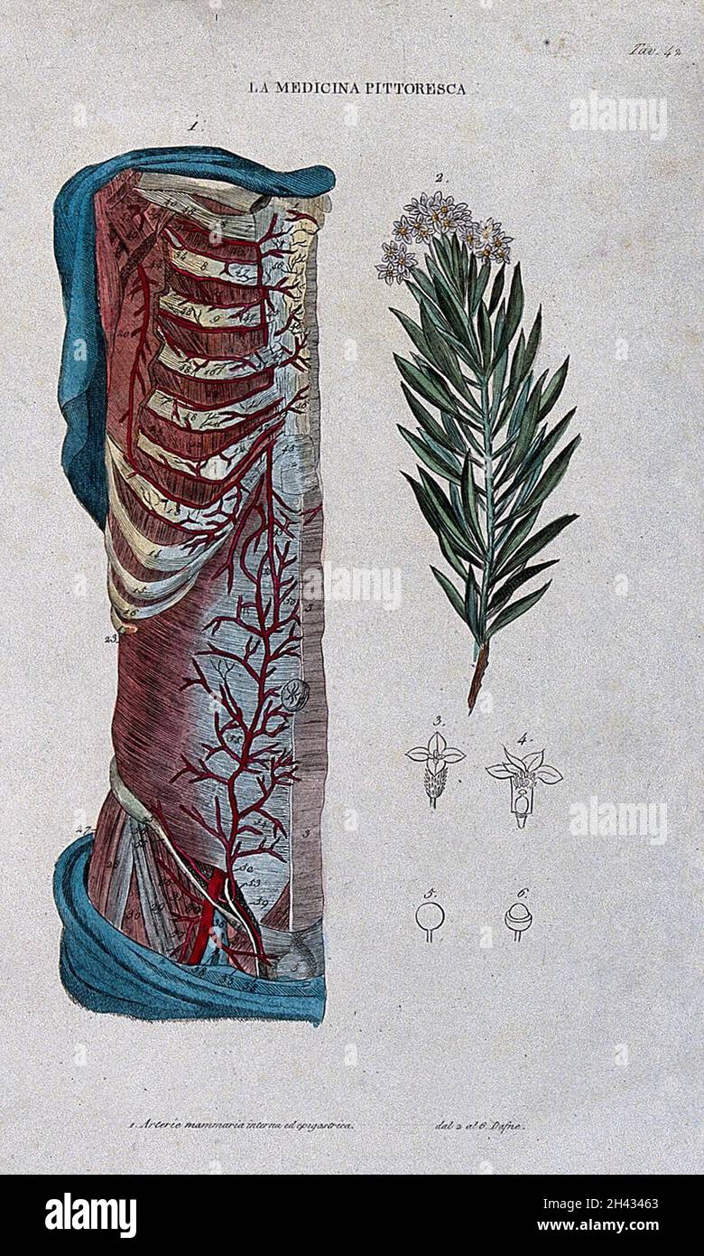 Half Human Half Plant