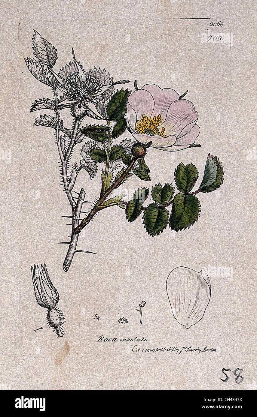 A wild rose (Rosa involuta): flowering stem and floral segments ...