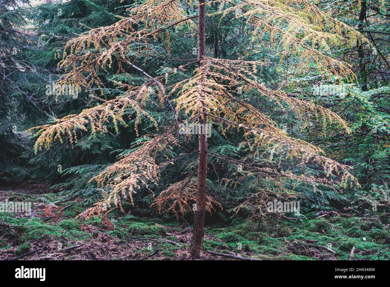 Autumn colors in the dutch forest, Speulderbos Putten The Netherlands ...