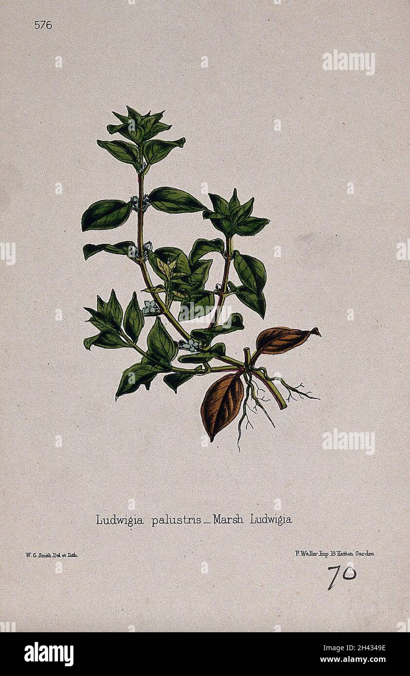Ludwigia palustris_ hi-res stock photography and images - Alamy