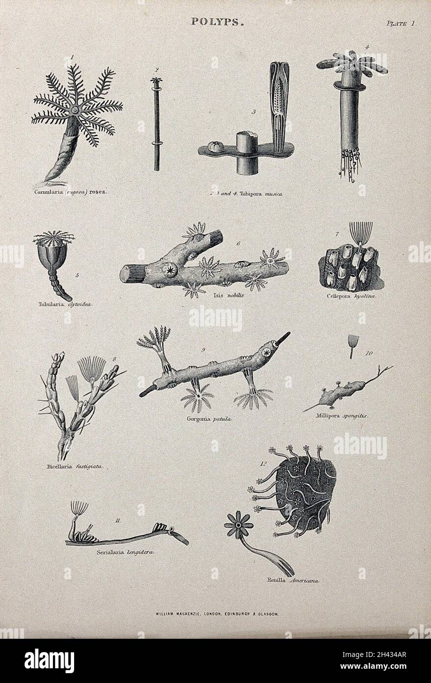 A variety of polyps, including a millepore. Line block Stock Photo - Alamy