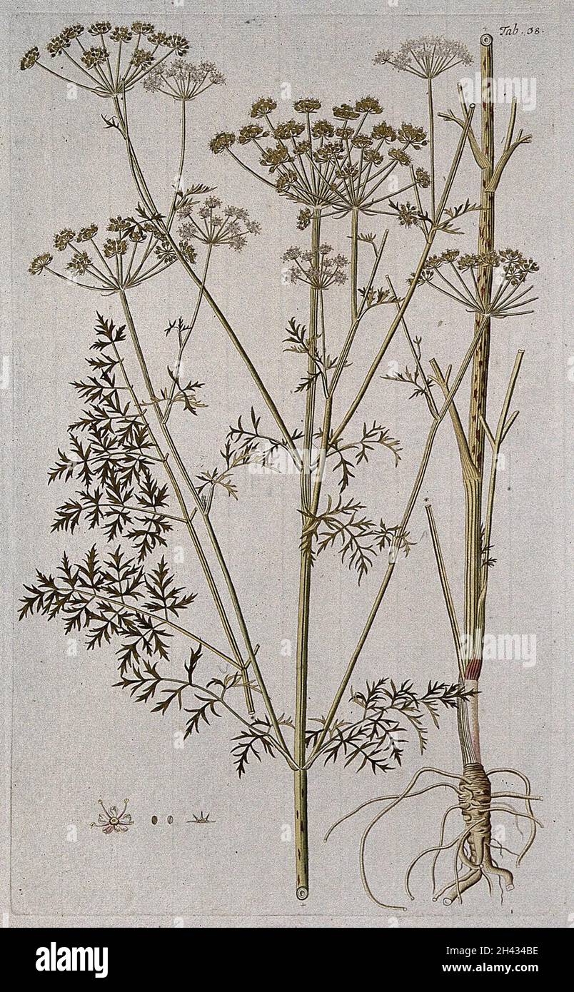 A species of the genus Laserpitium: three sections of the flowering ...