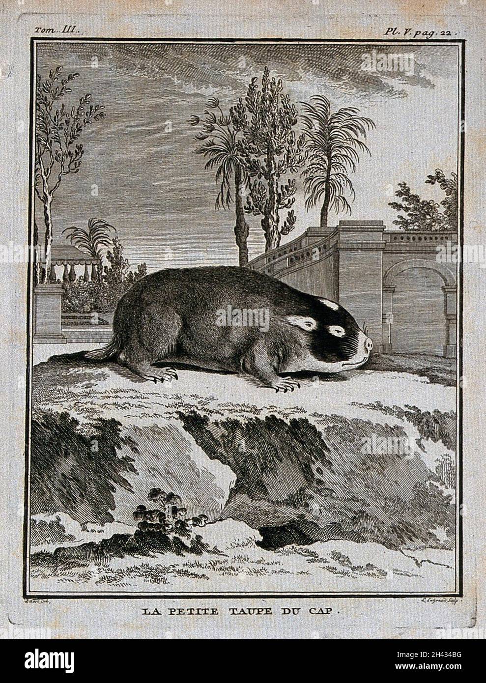 A mole; trees in the background. Engraving by L. Legrand after J. de ...