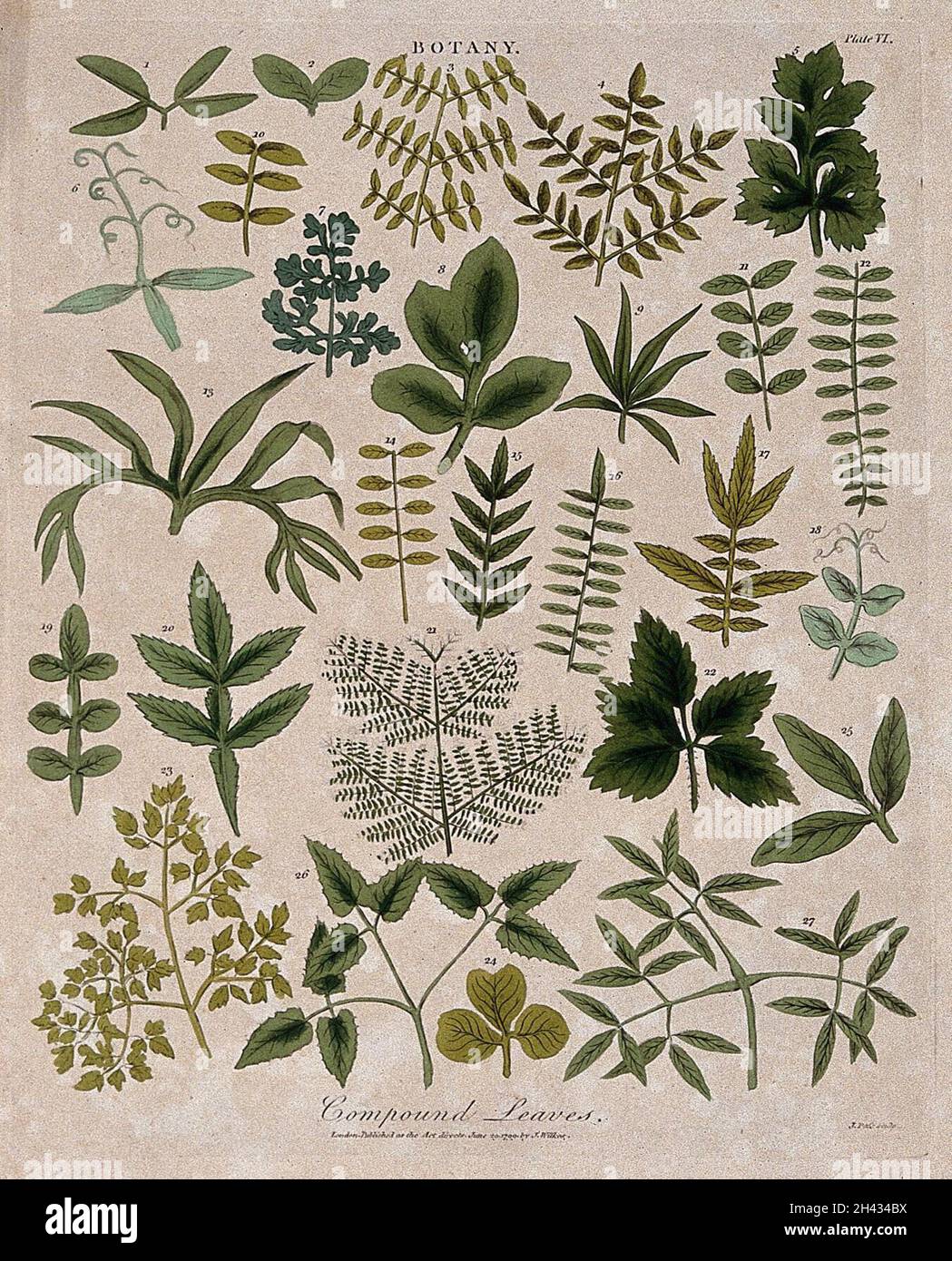 Twenty seven compound plant leaves of different forms. Coloured etching ...