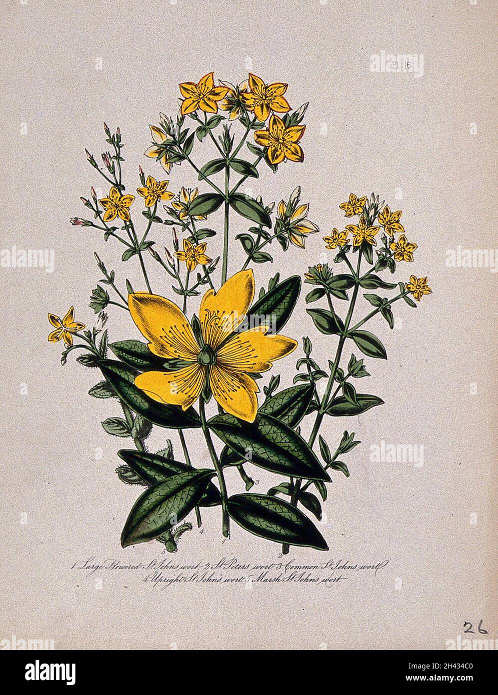 Five British wild flowers, all types of St. John's wort (Hypericum ...
