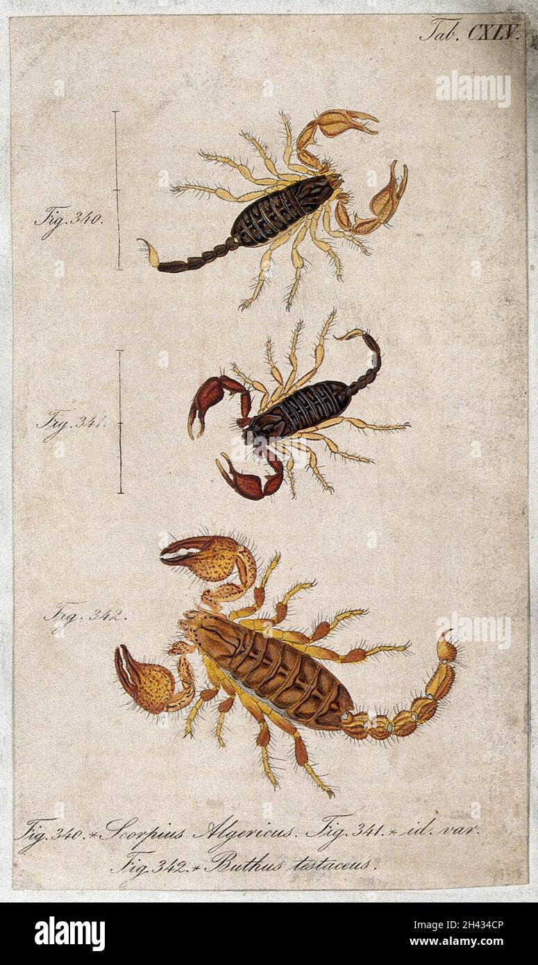 Three scorpions: Scorpius algericus and a variety of same and Buthus ...
