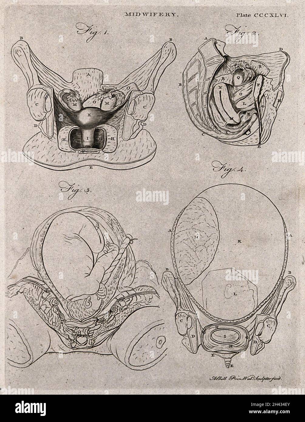 Four cross sections hi-res stock photography and images - Alamy