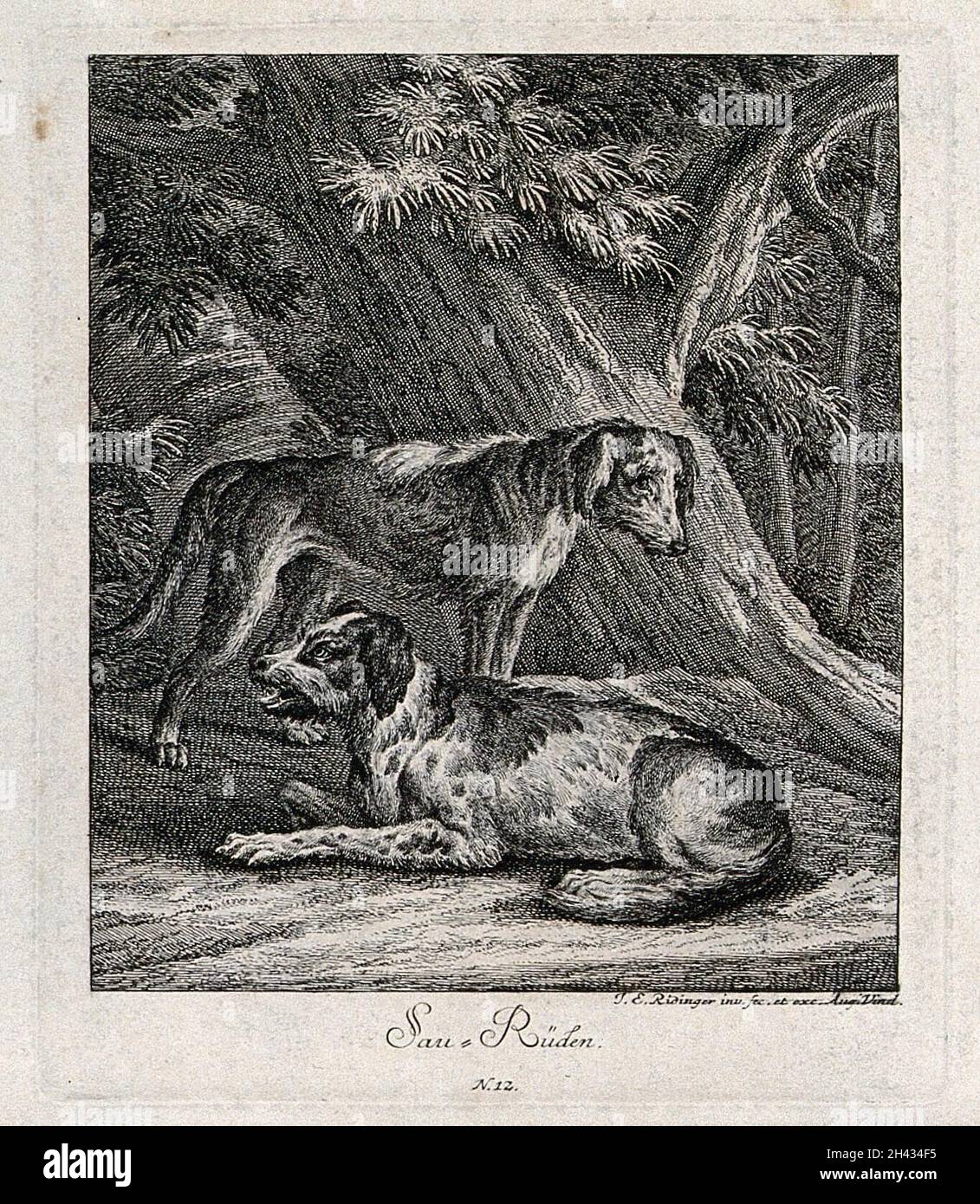Two male boarhounds resting in front of a tree in a forest. Etching by ...