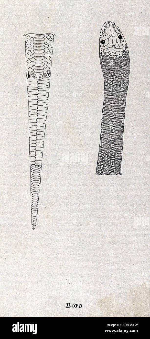 A snake: two outline drawings, one showing the head and the other the ...