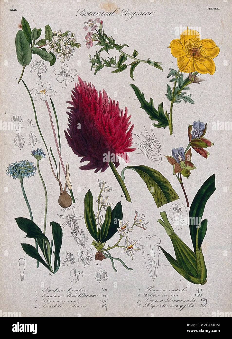 Eight plants, including two orchids and a celosia: flowering stems ...