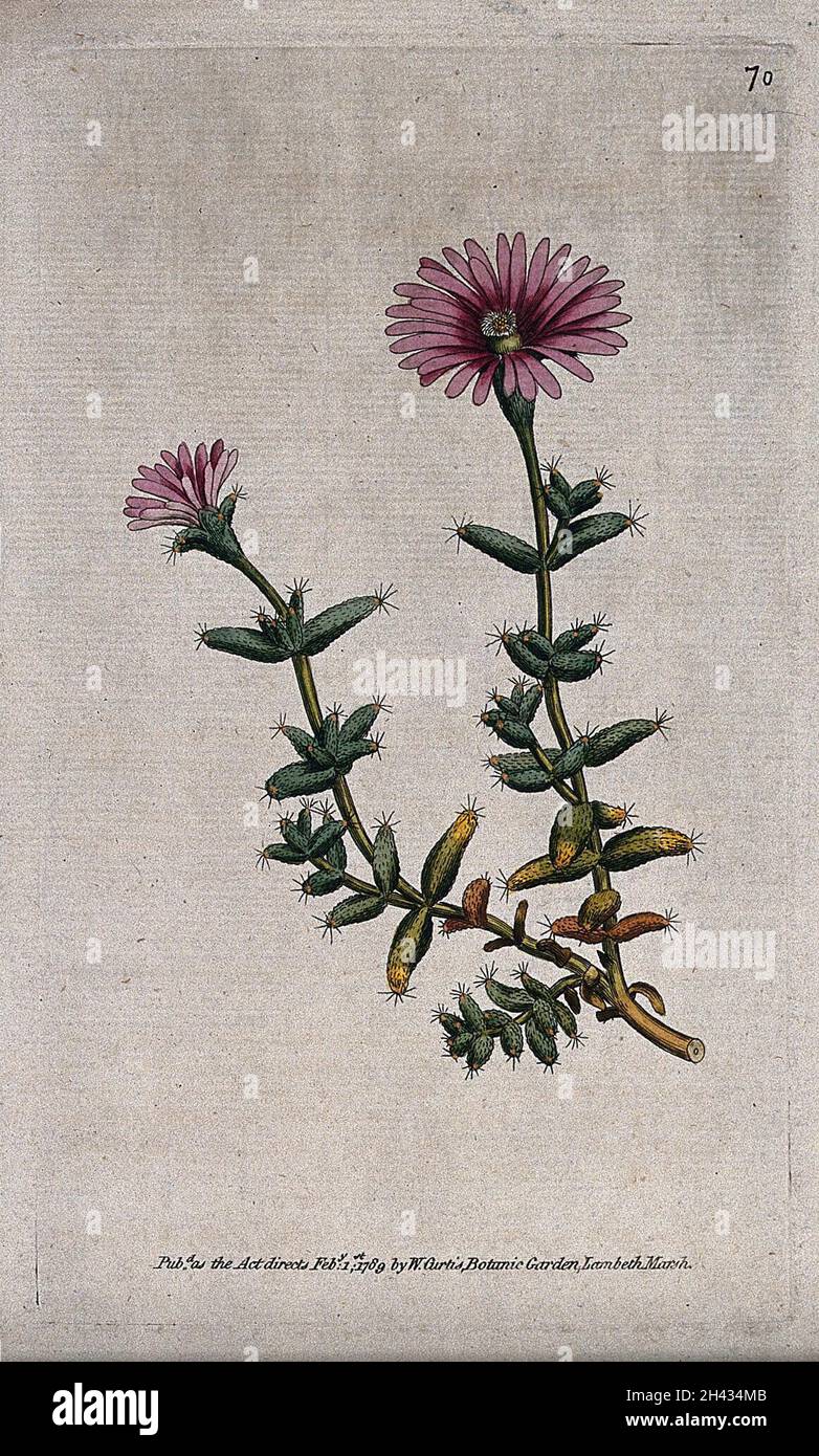 A plant (Mesembryanthemum barbatum): flowering stem. Coloured engraving ...