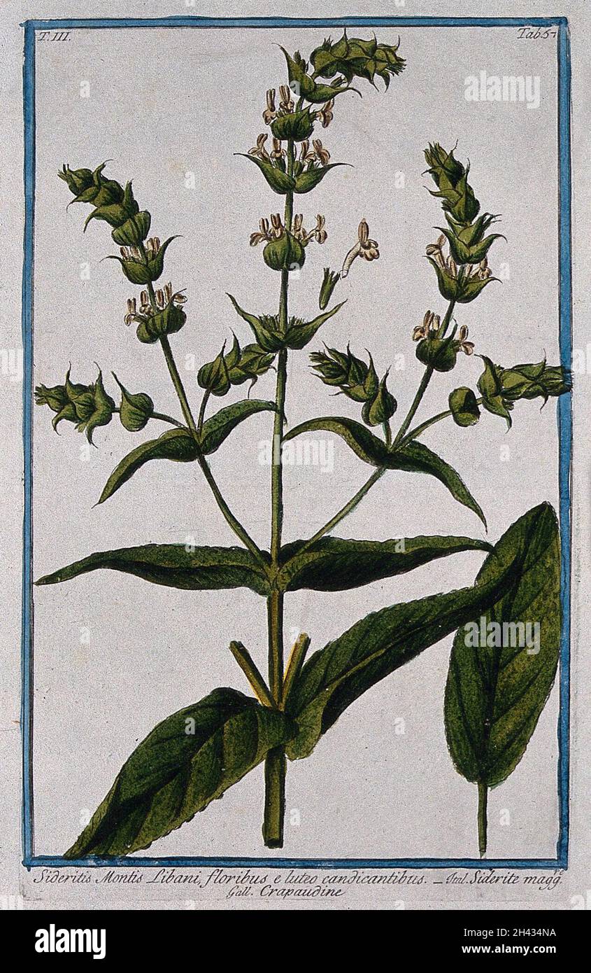 A species of Sideritis: flowering stem with separate leaf and floral ...