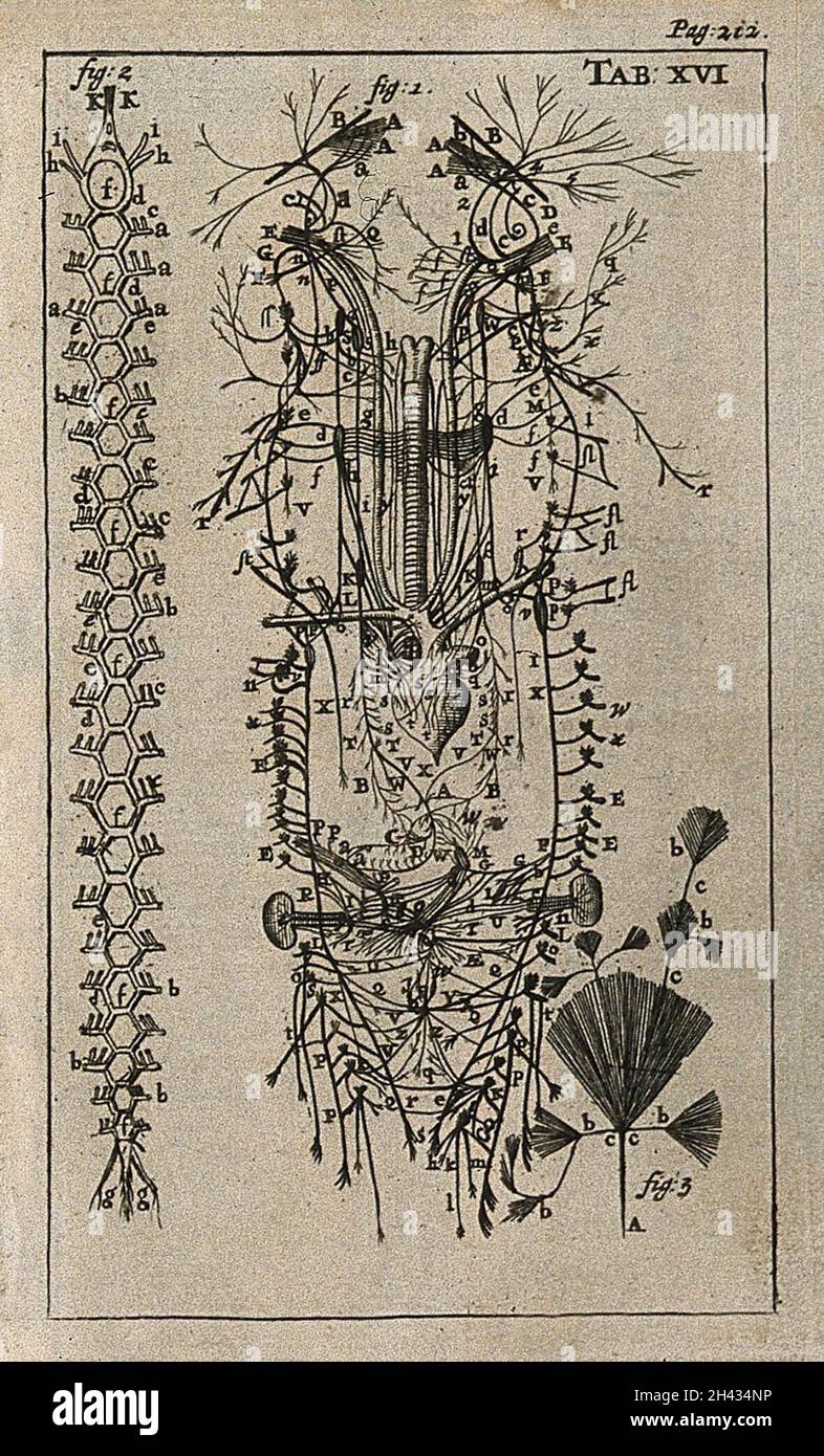 The nervous system. Engraving, 1686 Stock Photo - Alamy