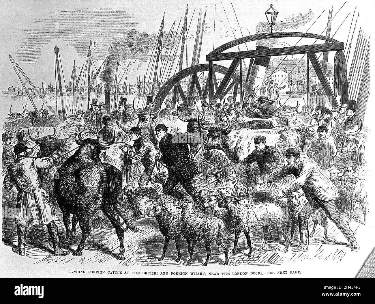 Cattle industry Black and White Stock Photos & Images - Alamy