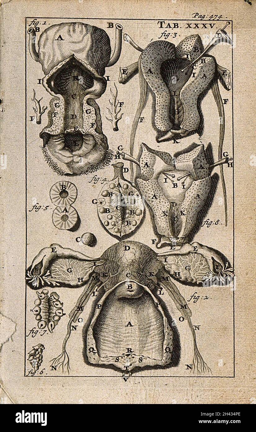 Female genito-urinary system. Engraving, 1686 Stock Photo - Alamy