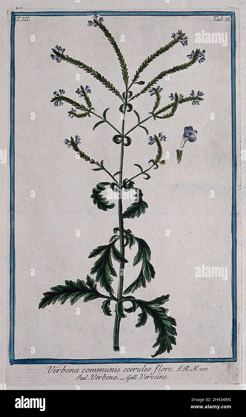 A plant (Verbena communis): flowering stem with separate floral ...