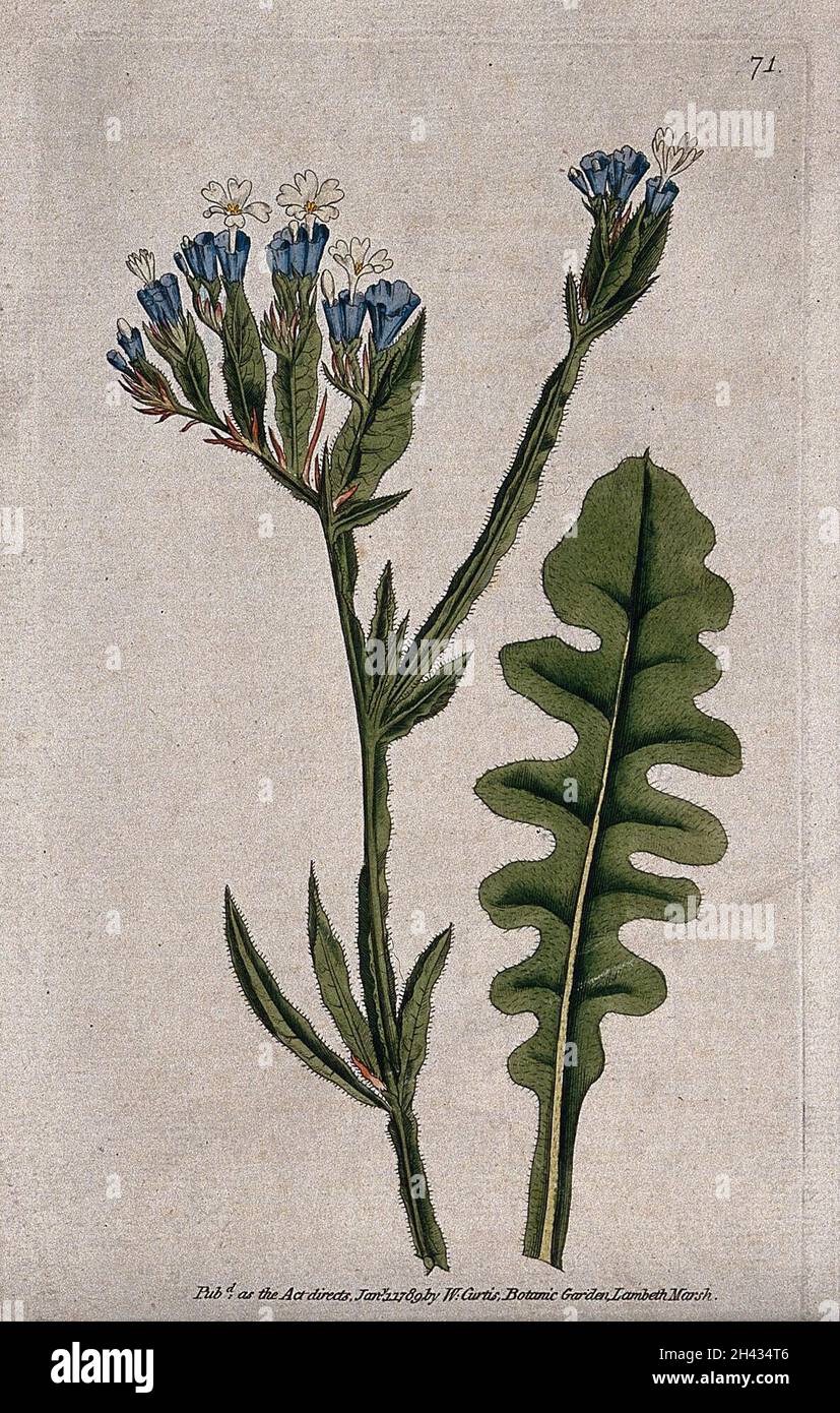 Statice (Limonium sinuatum): flowering stem and leaf. Coloured ...