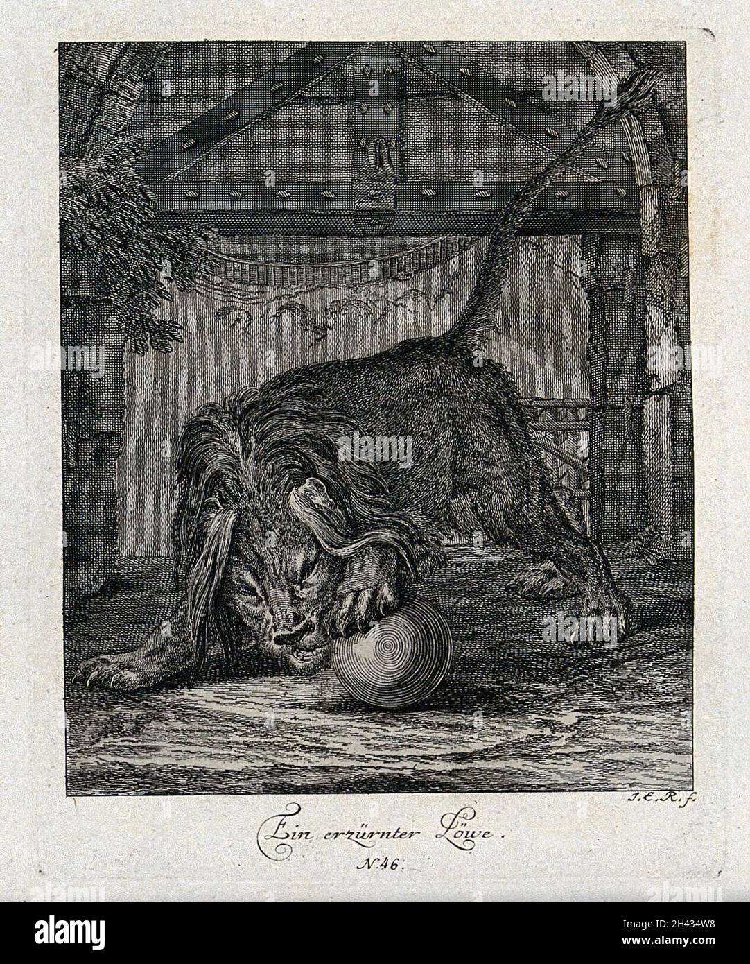 An enraged lion playing nervously with a ball in its enclosure. Etching ...