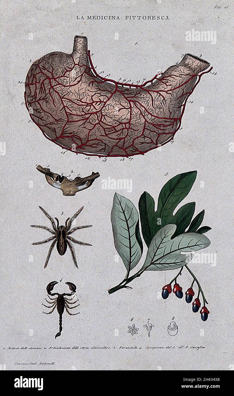 Tarantula anatomy hi-res stock photography and images - Alamy