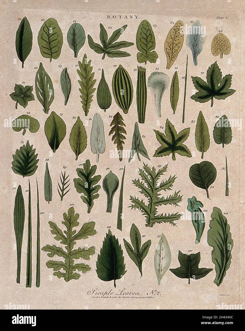 Forty five simple plant leaves of different forms. Coloured etching by ...