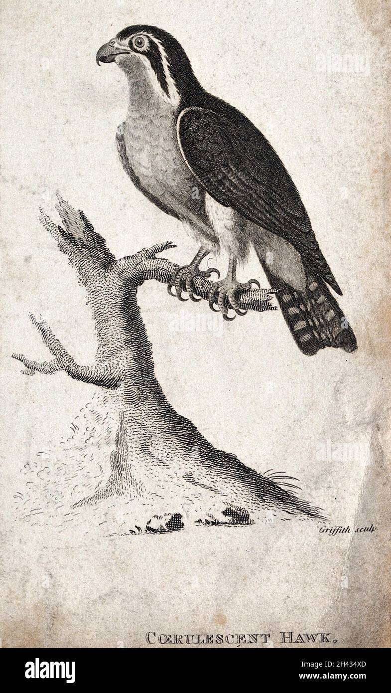 A Coerulescent Hawk sitting on a branch of a dead tree. Etching by M ...
