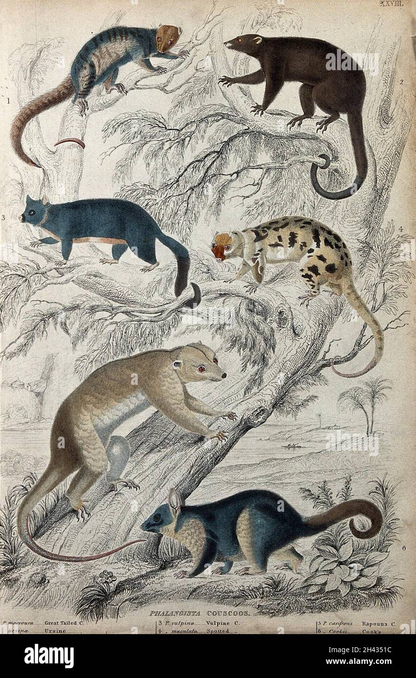 A tree populated by six different specimen of cuscus of the genus ...