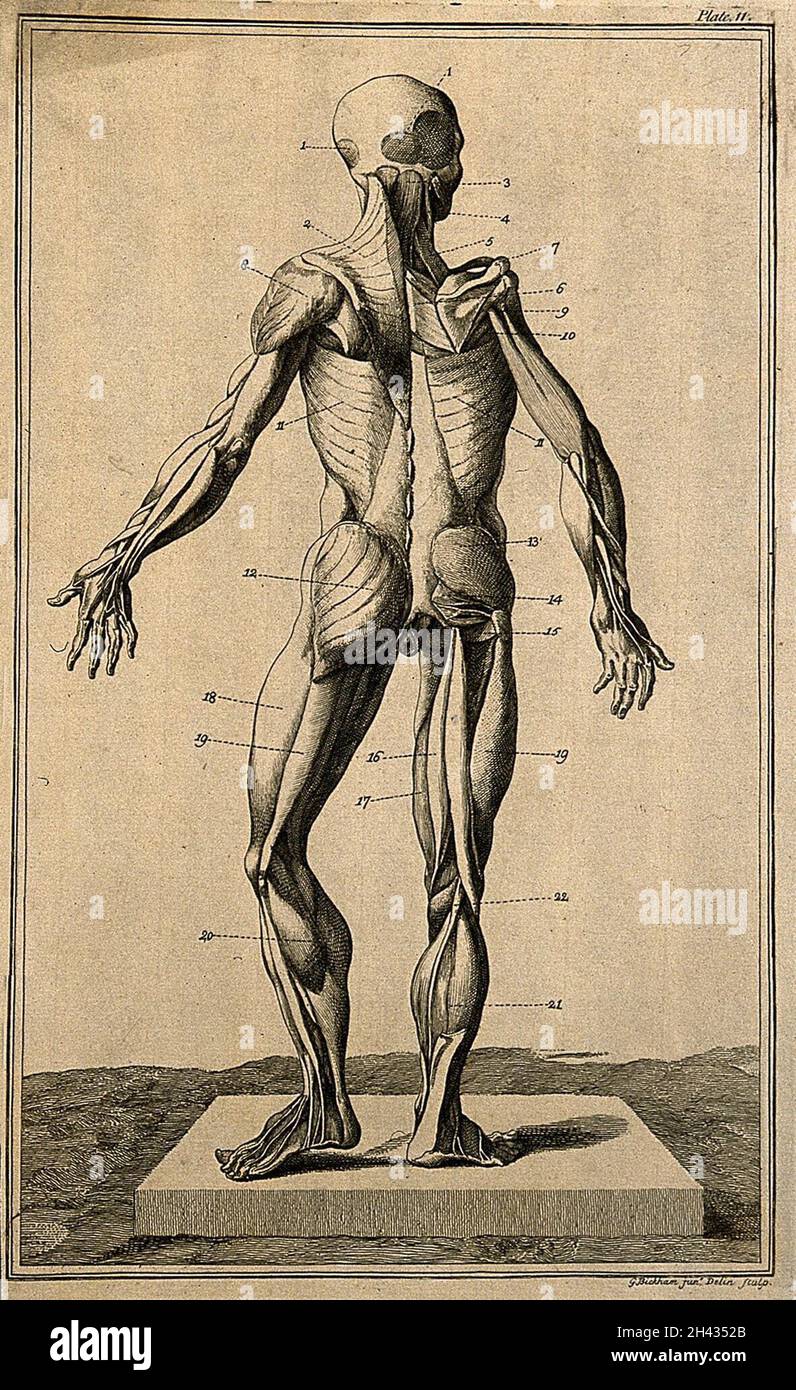 The muscles of the human body, seen from the front, after Eustachius ...