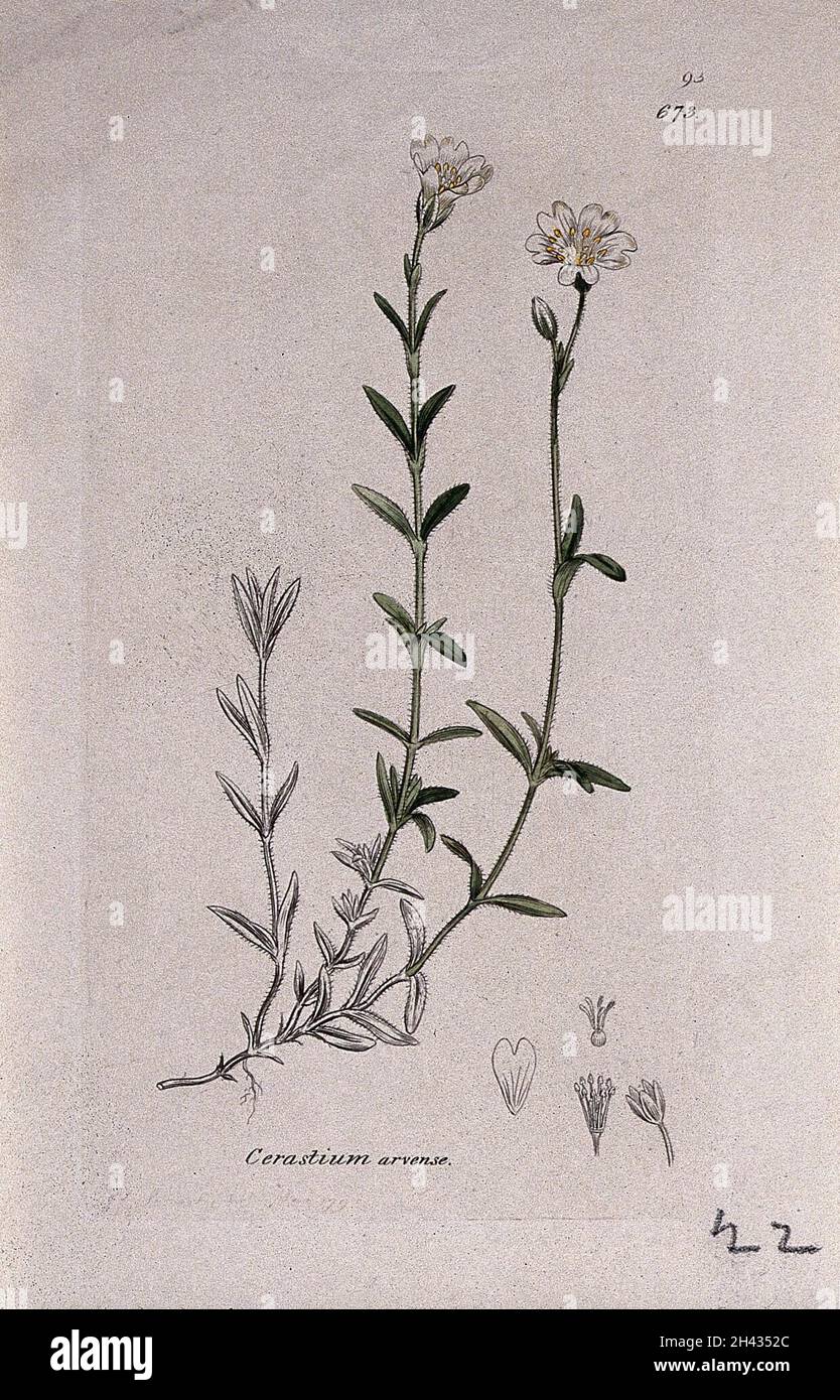 Field mouse-ear (Cerastium arvense): flowering stem and floral segments ...