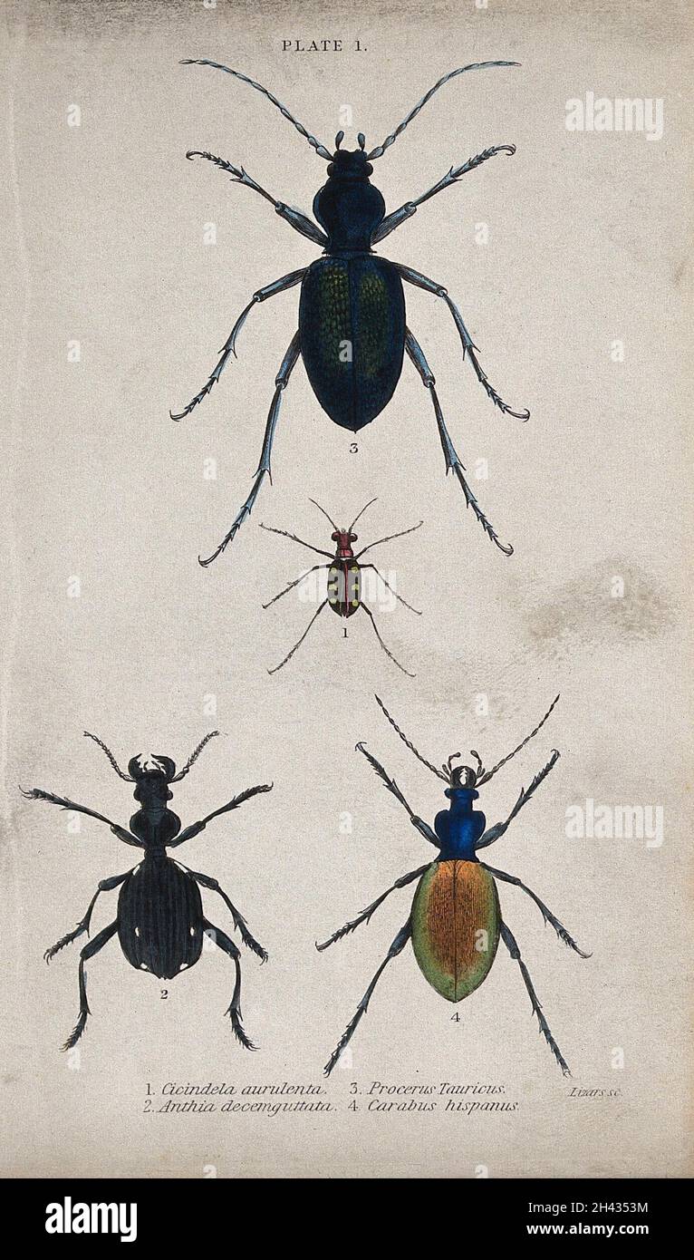 Four insects hi-res stock photography and images - Alamy