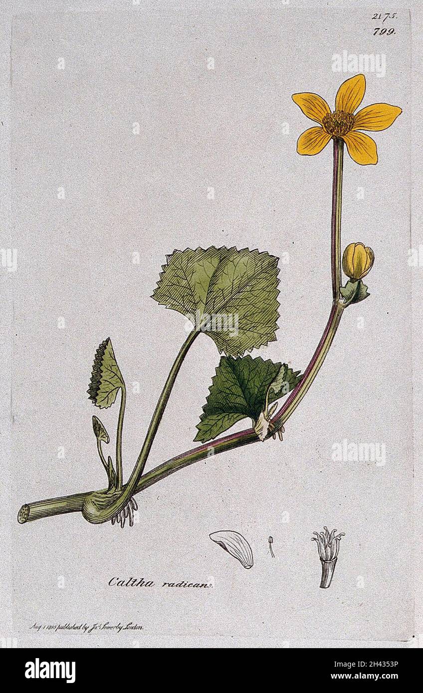 A plant (Caltha radicans) related to kingcups: flowering stem and ...