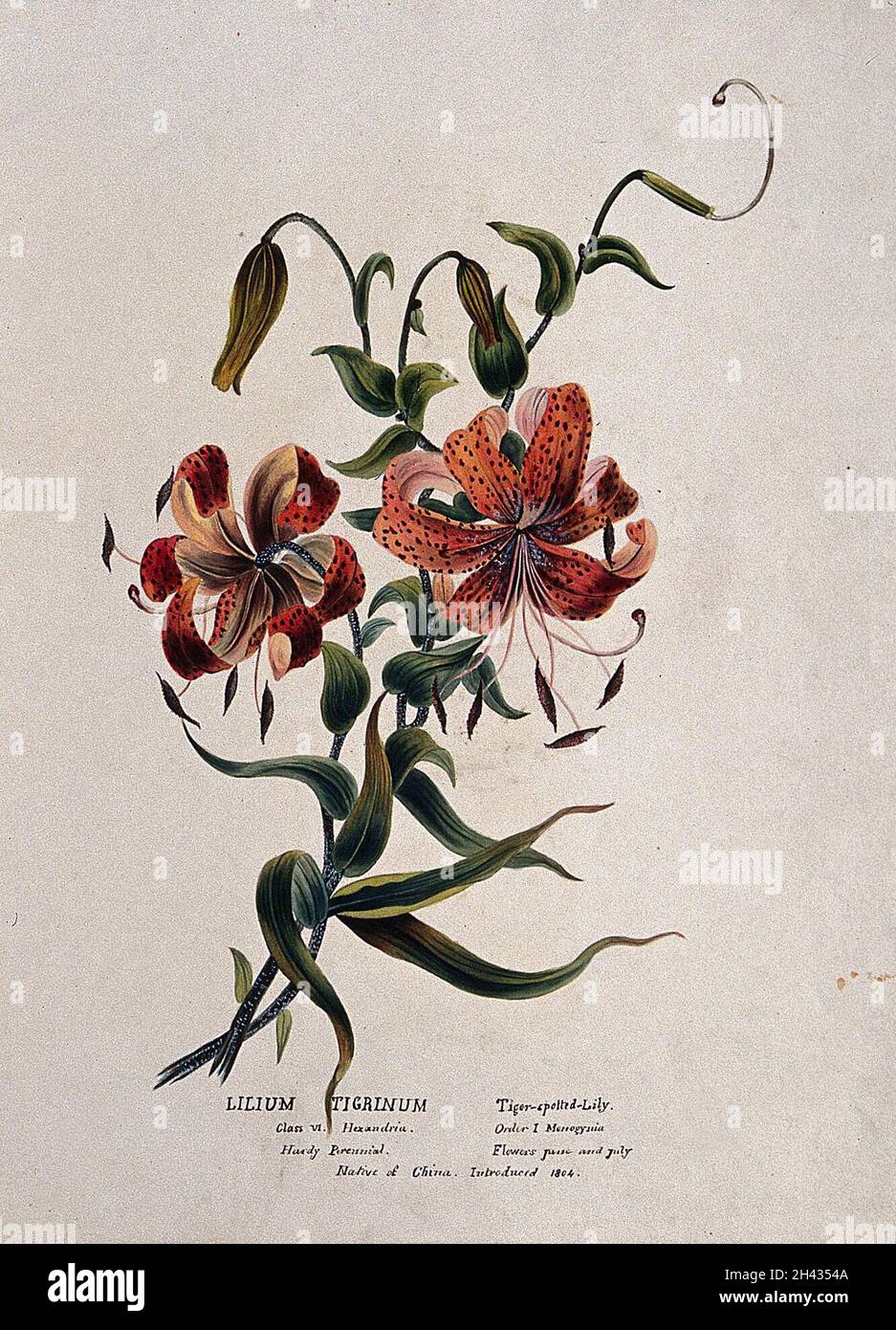 Tiger lily (Lilium lancifolium): flowering stem. Watercolour Stock ...