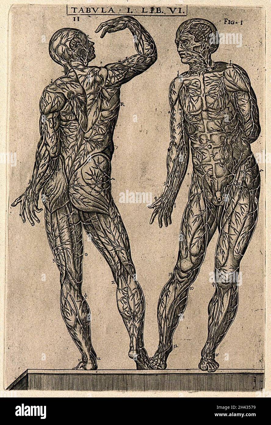 Two male figures, seen from the front and back, with the cutaneous ...