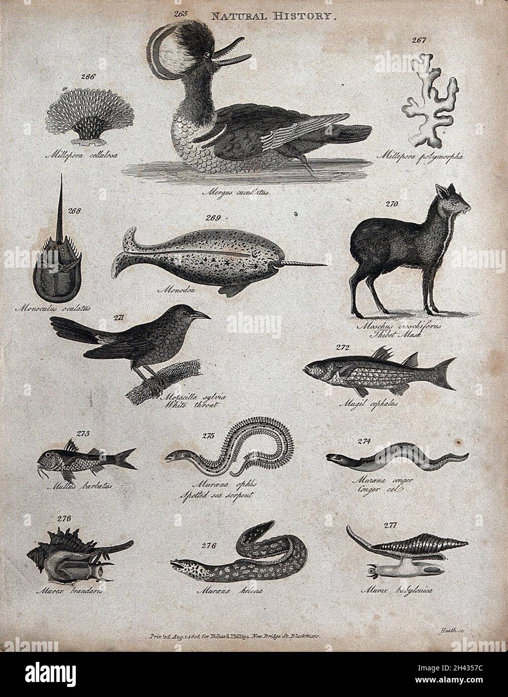 Above, two reef building corals (millepora), a diving bird, a narwhal ...